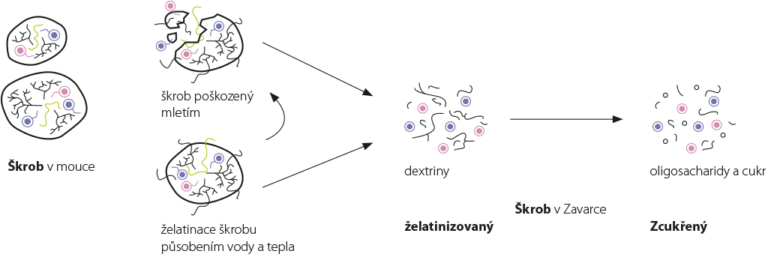 Koncept Zavarky - Zavarka